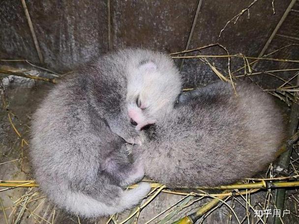 熊猫能家养吗图标