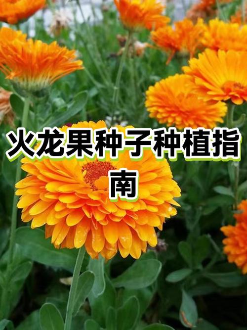 果树种子什么时候种最好图标