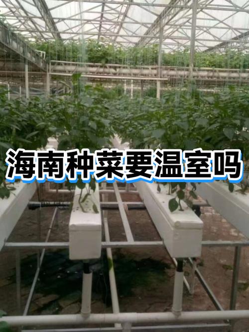 去海南种菜赚钱吗图标