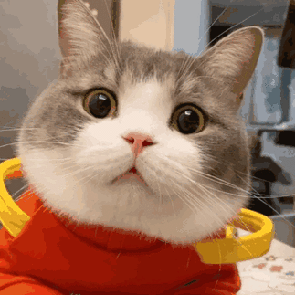 猫表情包gif图标