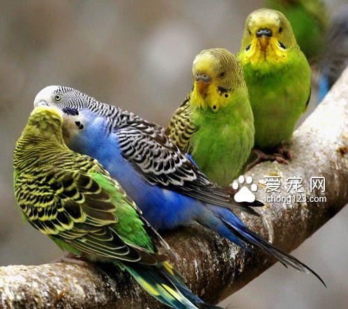 虎皮鹦鹉怎么喂养图标