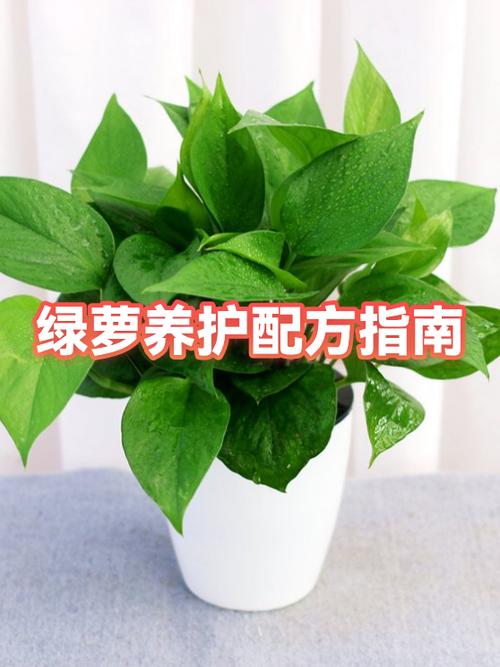 植物绿萝怎么养殖图标