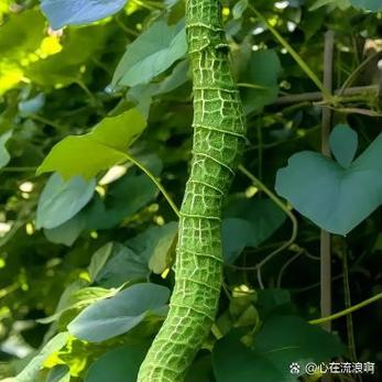 藤蔓的秘密图标