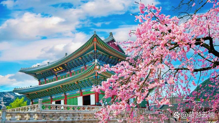 2024韩国樱花截图
