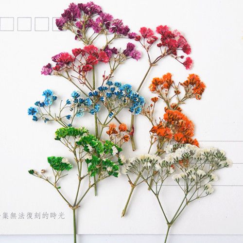 满天星干花可以做什么图标