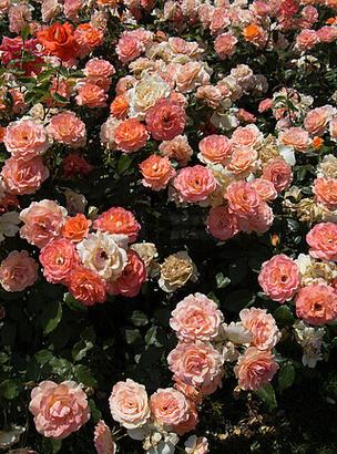 玫瑰花花丛