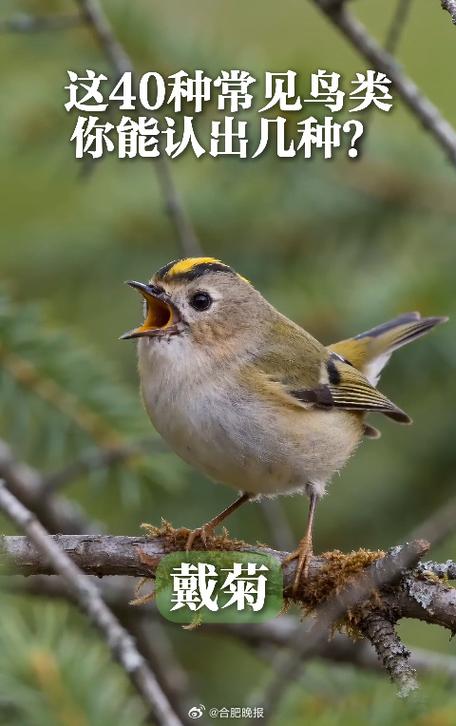 小鸟的叫声图标