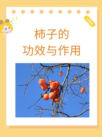 柿子的营养价值及功效与作用图标