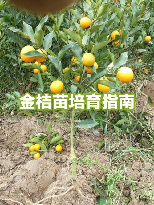 金桔一亩利润图标