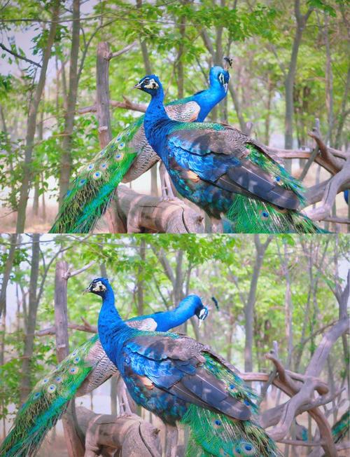 孔雀花园图标