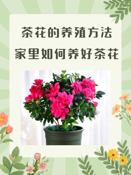 茶花如何养殖方法