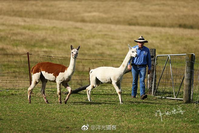 旅行世界遛狗靠谱吗图标