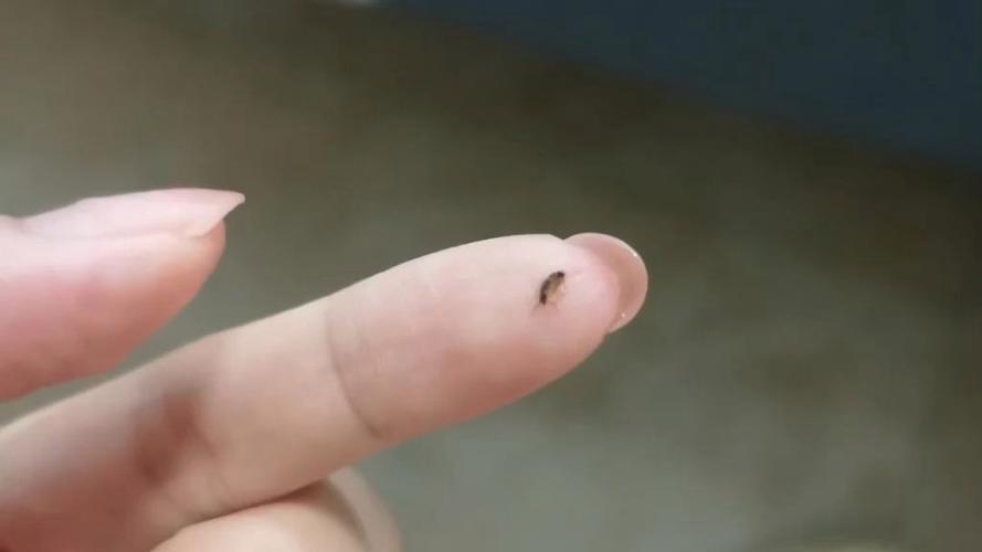 床上有螨虫怎么办能除根图标