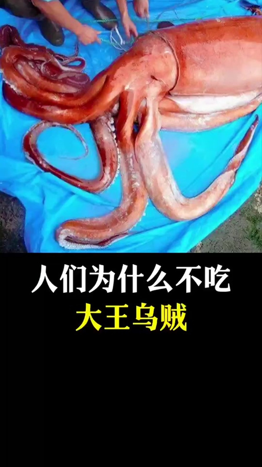 巨枪乌贼和大王乌贼谁大图标