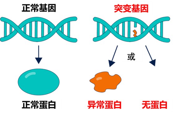 安我基因.享瘦基因检测图标