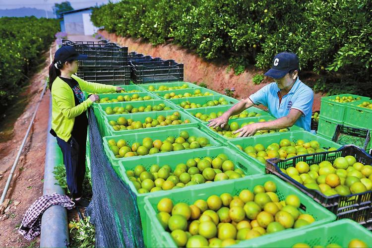 开平市橙子网官网截图