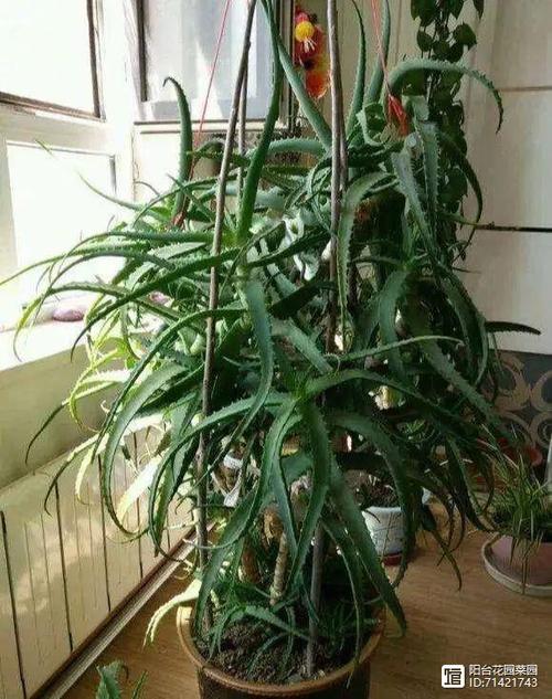 芦荟喜阴还是喜阳图标