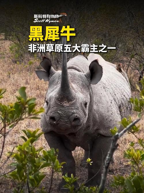 黑犀牛大吗图标