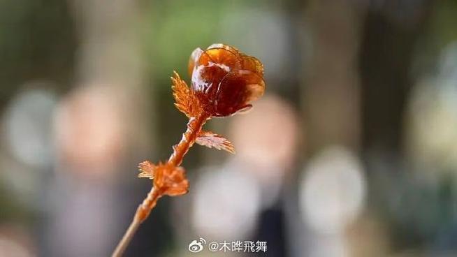 糖画一斤糖放多少麦芽糖图标