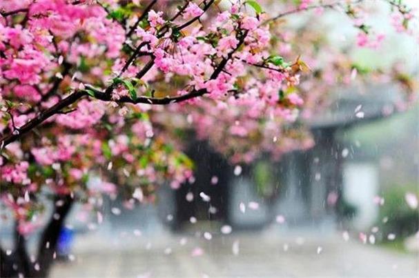 为什么落花网打不开了截图