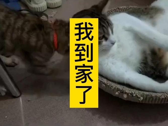 下载到家了并安装图标