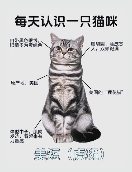 美短猫图标