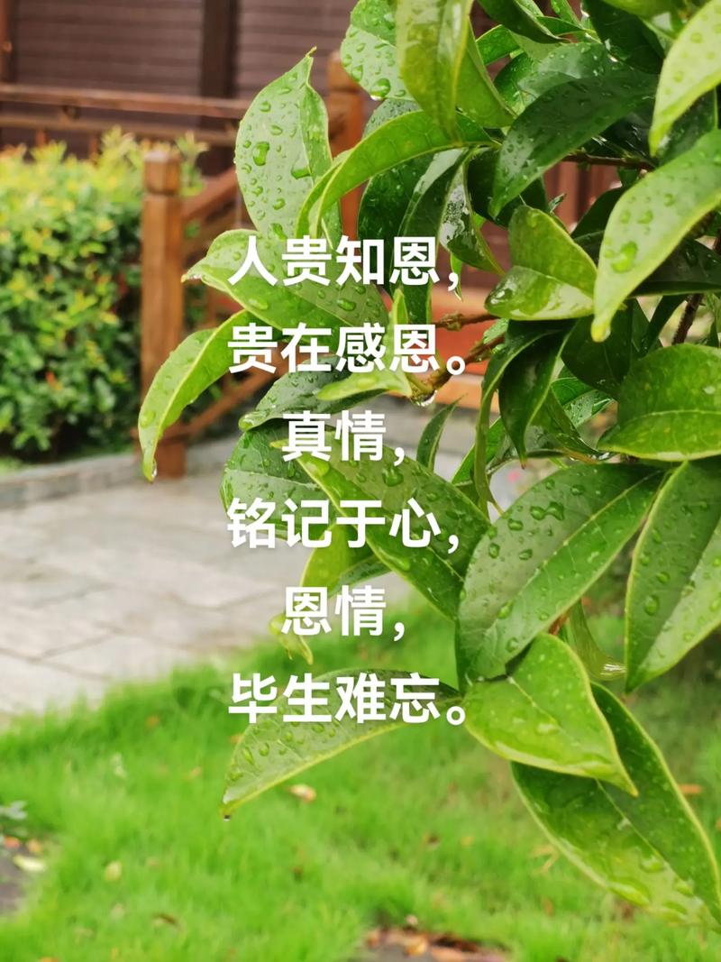 莫忘恩人帮图标