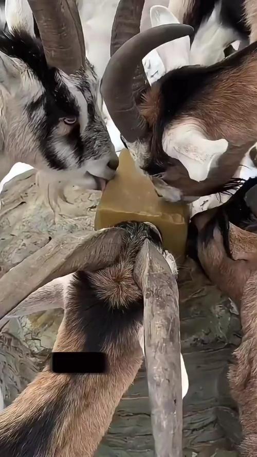 羊为什么要舔石头图标