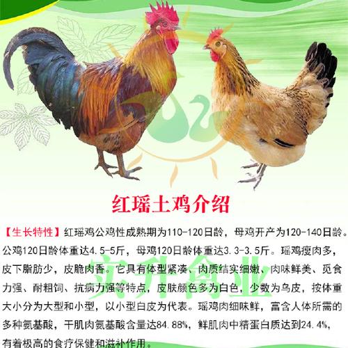 离我最近的鸡苗零售图标