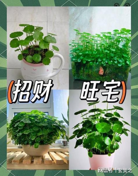 财气最旺的是什么花图标