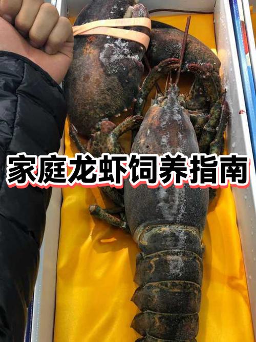 在家养龙虾赚钱吗图标