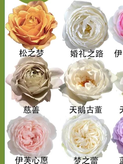 月季花的品种