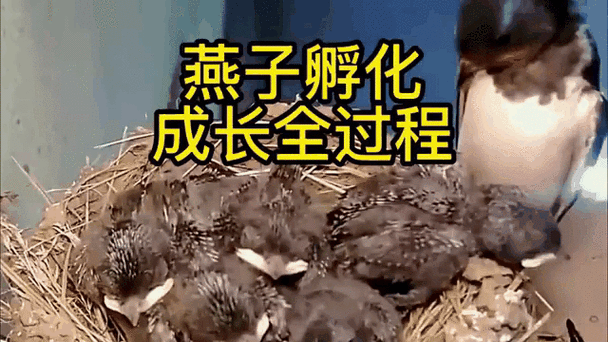 关于小鸟成长的视频截图