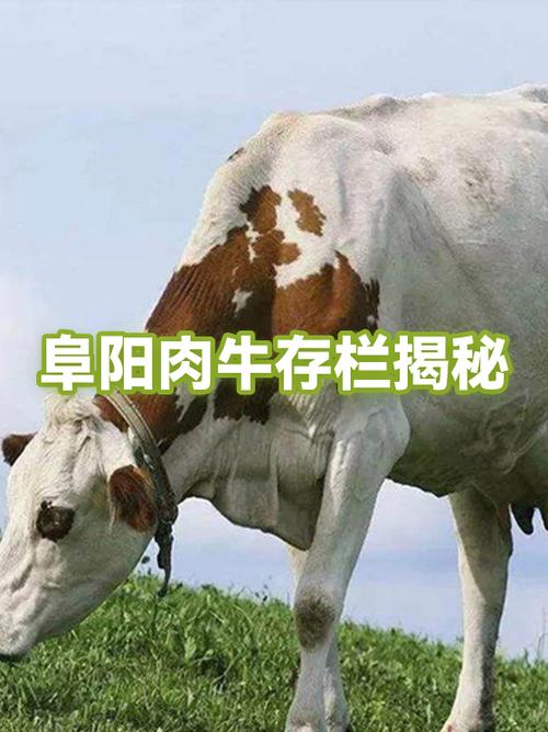 养50头牛一年利润多少图标