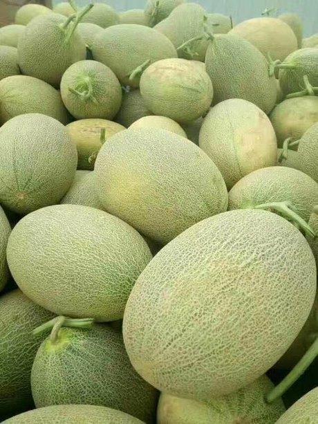 天龙加载小蜜就掉线