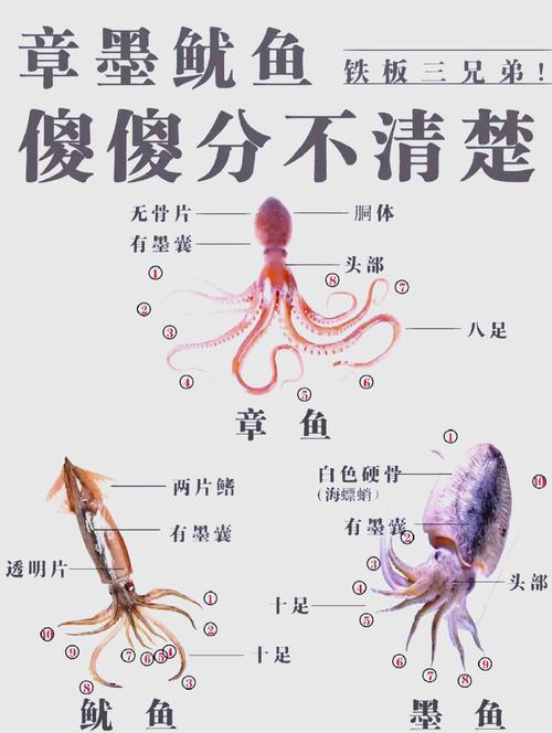 墨鱼仔鱿鱼仔区别图标