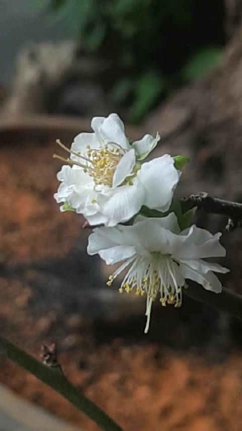 玉蝶白梅开花图片图标