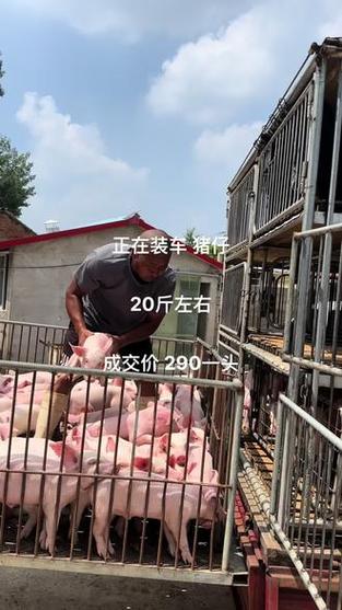 附近哪里有仔猪出售