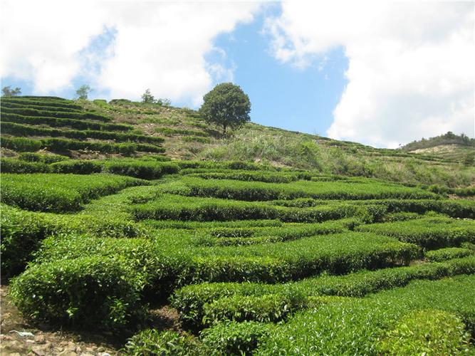 清凉山茶社图标
