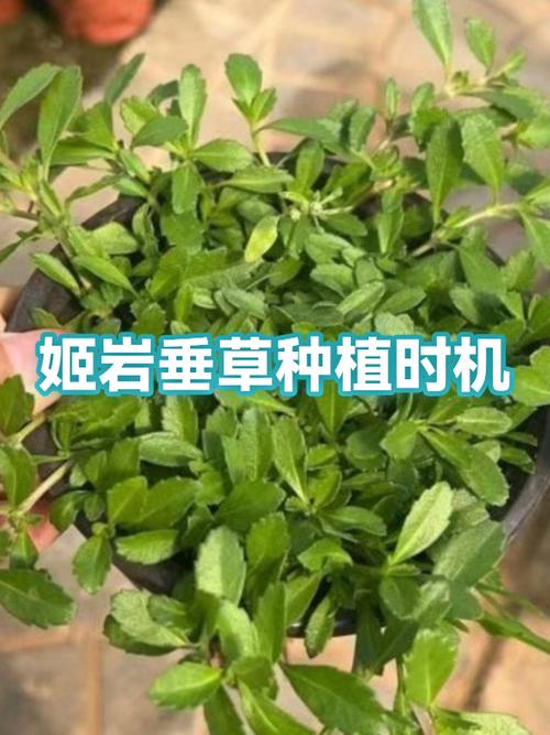 姬岩垂草什么时候种图标
