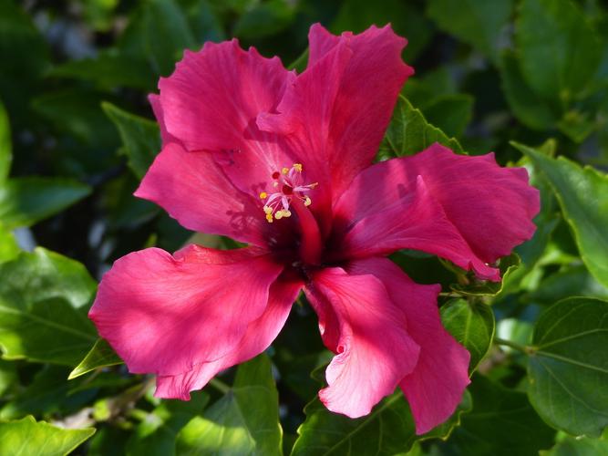 花花世界漂移岛图标