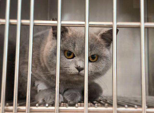 猫关在笼子里养了一年图标