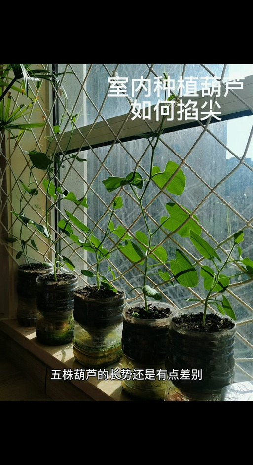 怎么种葫芦图标