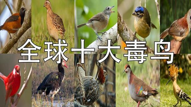 中国什么鸟有毒不能吃