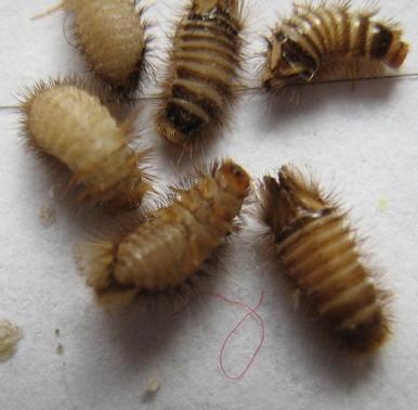 寄生蠹虫4图标