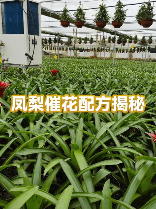 凤梨催花图标