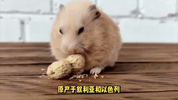仓鼠腿瘸了用什么药图标