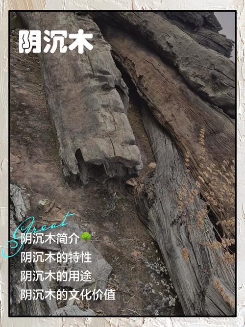 阴沉木的风水作用