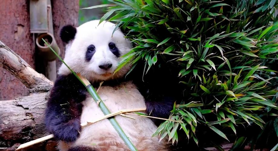 成都去哪里看大熊猫最好图标