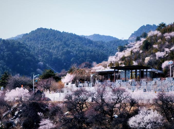 乡野桃花沟小说图标